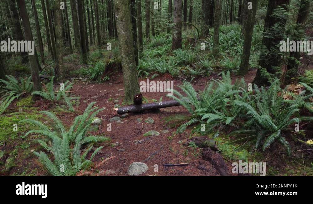 Forest ground natural Stock Videos & Footage - HD and 4K Video Clips ...