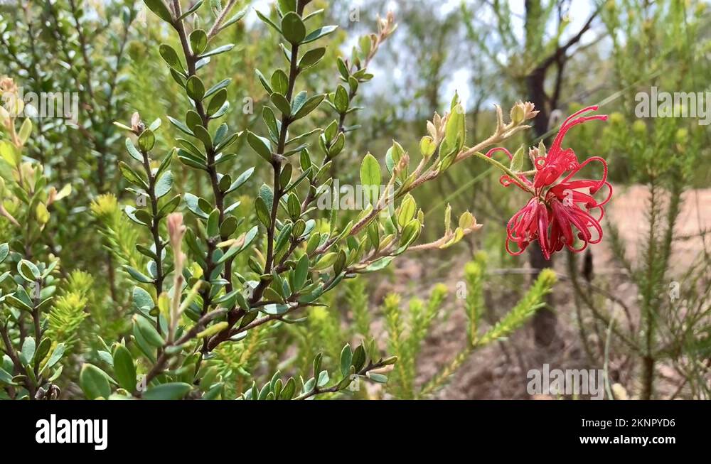 Flower trail Stock Videos & Footage - HD and 4K Video Clips - Alamy
