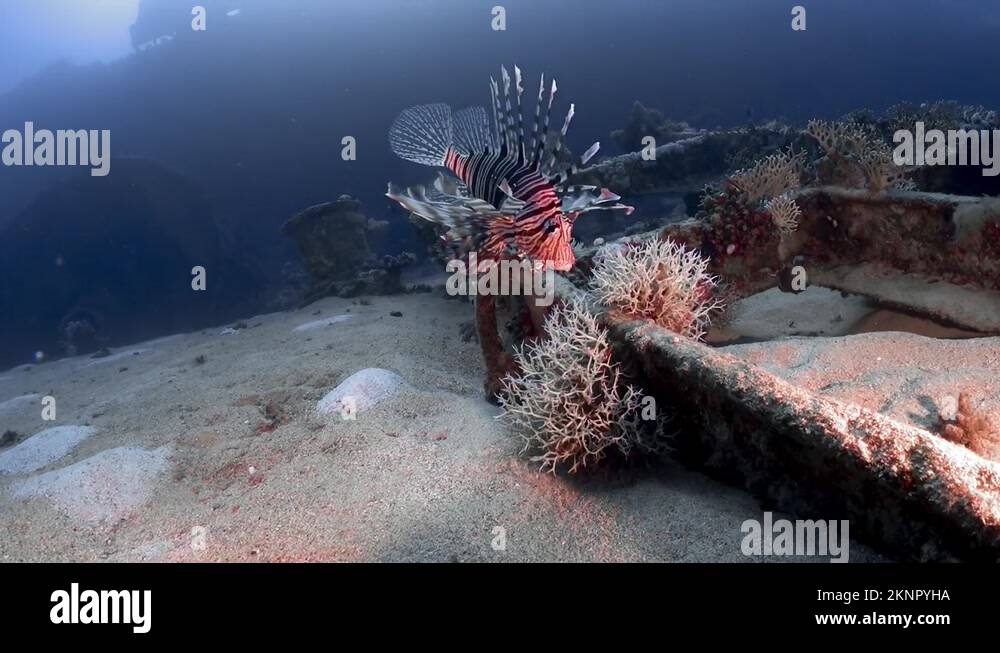 Lion fish swimming lonely over a metal structure on the sea floor. Red ...