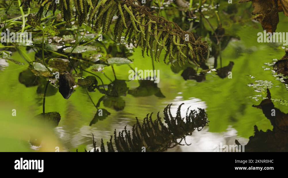 Water fern pond Stock Videos & Footage - HD and 4K Video Clips - Alamy