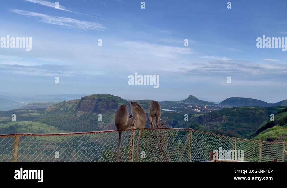 Monkey point Stock Videos & Footage - HD and 4K Video Clips - Alamy