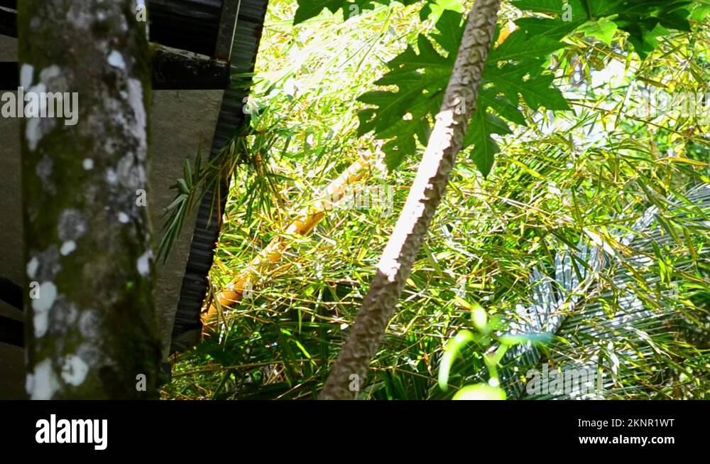Jungle cabin in Costa Rica. Squirrel monkey running across the roof and ...