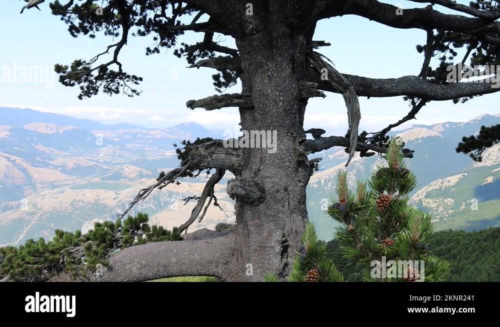 Bosnian pine trees pinus leucodermis Stock Videos & Footage - HD and 4K ...