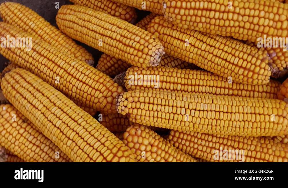 Animal farm food farming Stock Videos & Footage - HD and 4K Video Clips ...