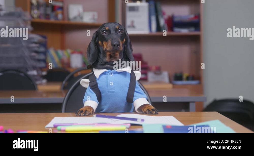 Adorable smart dachshund puppy in blue school uniform, like diligent ...