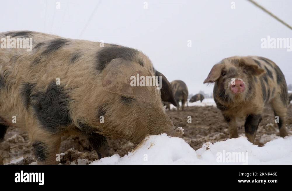 Farm pigs in snow Stock Videos & Footage - HD and 4K Video Clips - Alamy