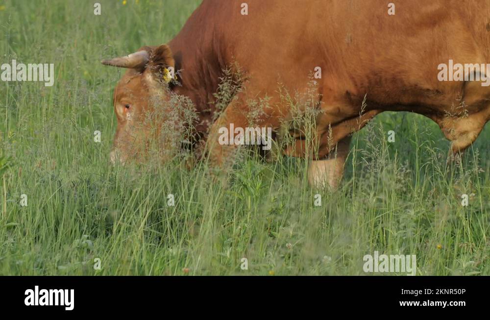 Muscular bull Stock Videos & Footage - HD and 4K Video Clips - Alamy