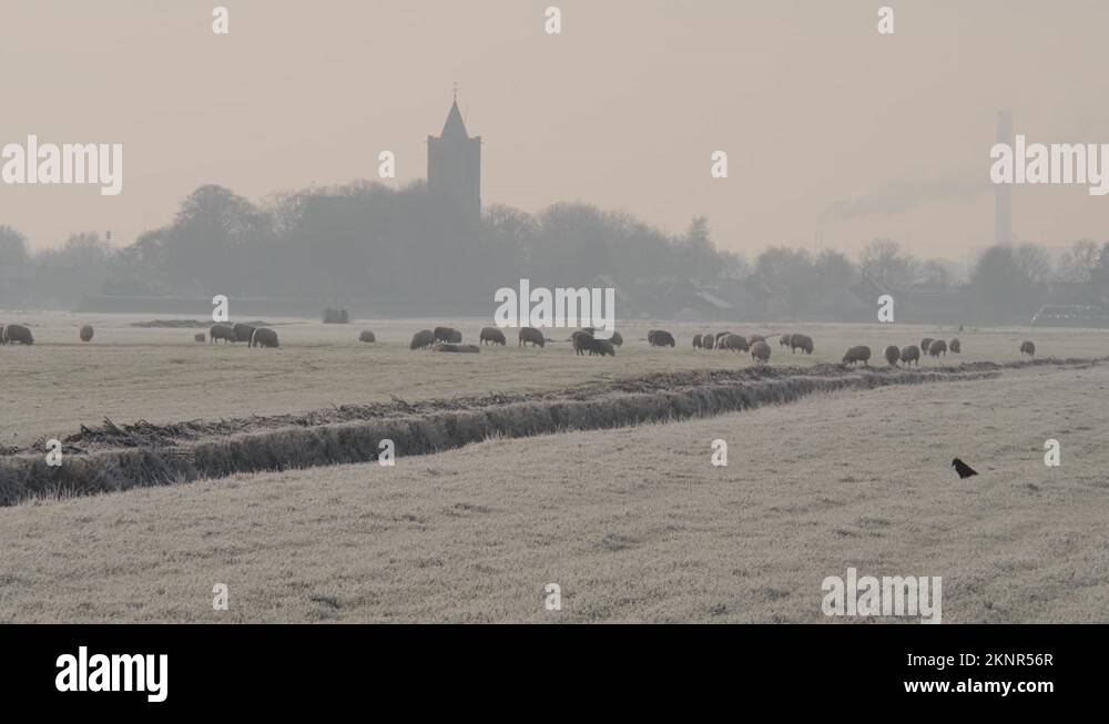 Frozen sheep Stock Videos & Footage - HD and 4K Video Clips - Alamy