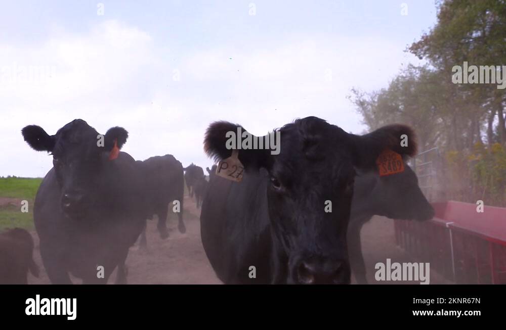 Stampeding cattle Stock Videos & Footage - HD and 4K Video Clips - Alamy