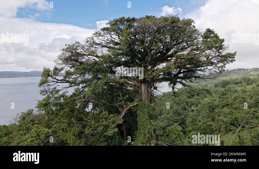 Ceiba tree Stock Videos & Footage - HD and 4K Video Clips - Alamy