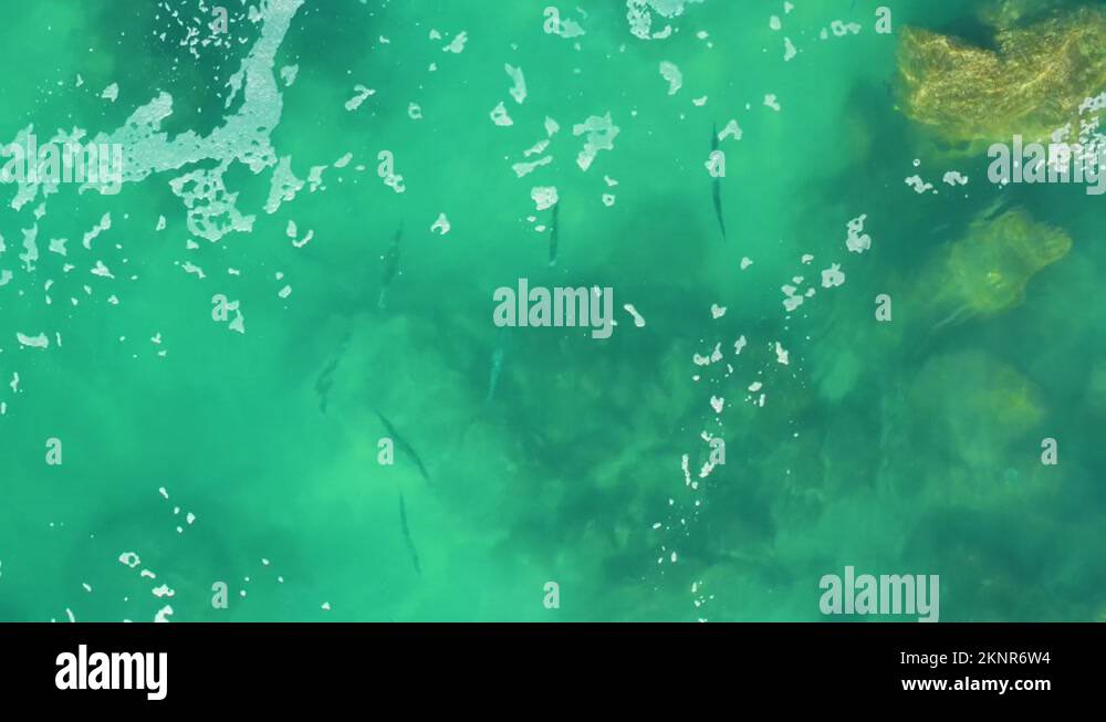 LAGUNA BEACH LOS CABOS BCS MEXICO-2021: Fish Just Below The Surface Of ...