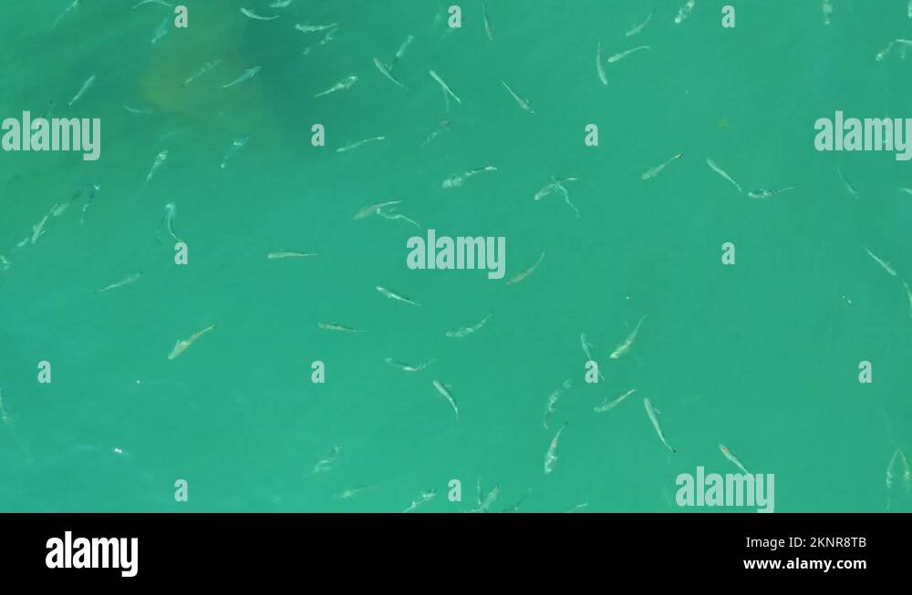 EL TULE BEACH LOS CABOS BCS MEXICO-2021: Many Fish Swimming In Random ...