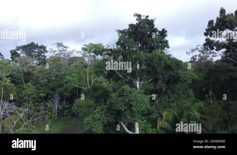 Iquitos amazon rainforest amazonia Stock Videos & Footage - HD and 4K ...