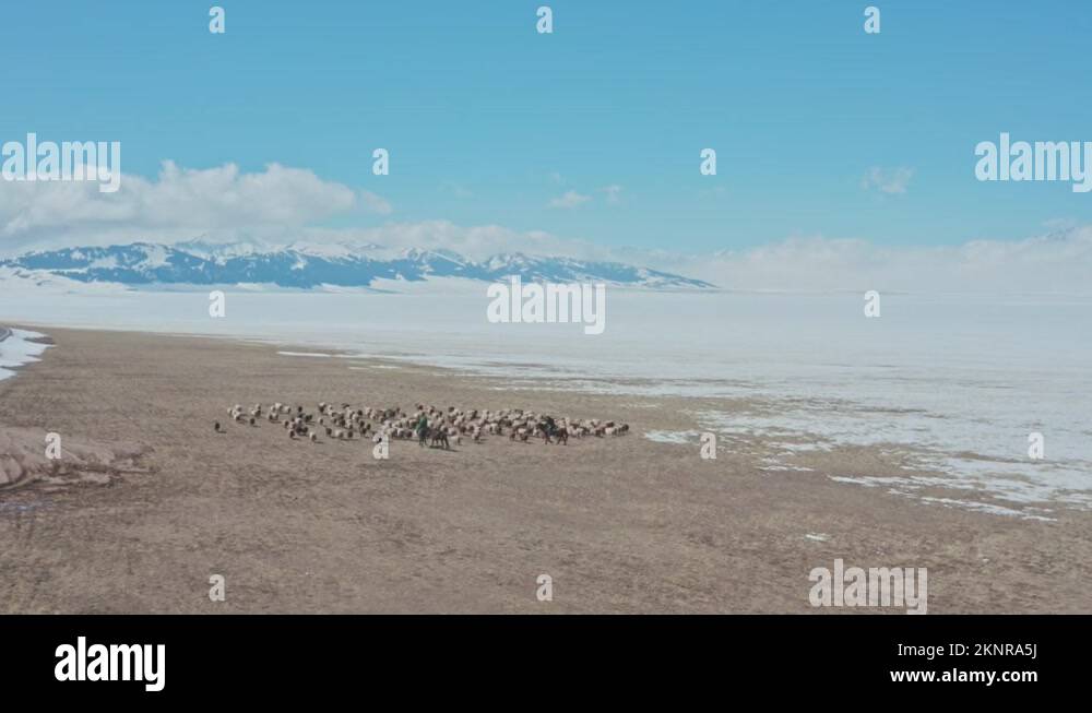 Asia sheep Stock Videos & Footage - HD and 4K Video Clips - Alamy