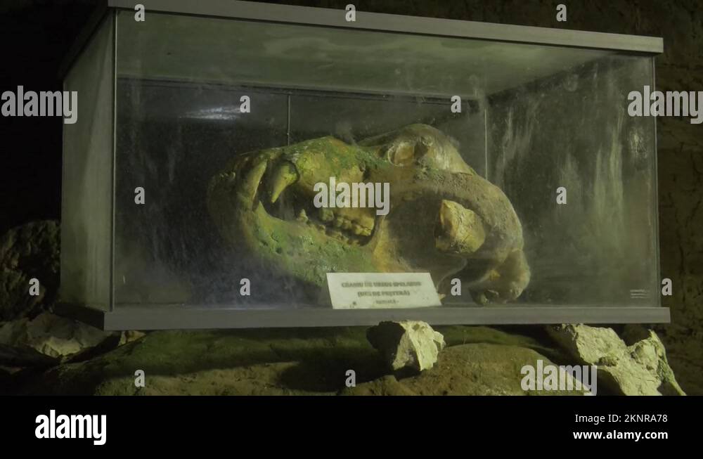 Preserved skull Stock Videos & Footage - HD and 4K Video Clips - Alamy