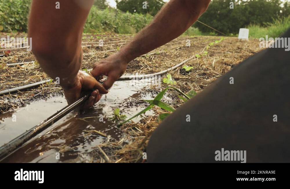 Man hands fixing a leak from the water pipe on a dirt patch farm land ...