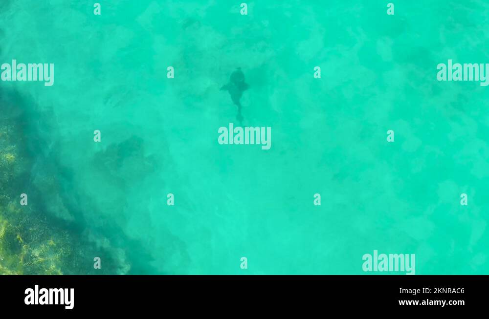 Cabo pulmo coral reef fish Stock Videos & Footage - HD and 4K Video ...