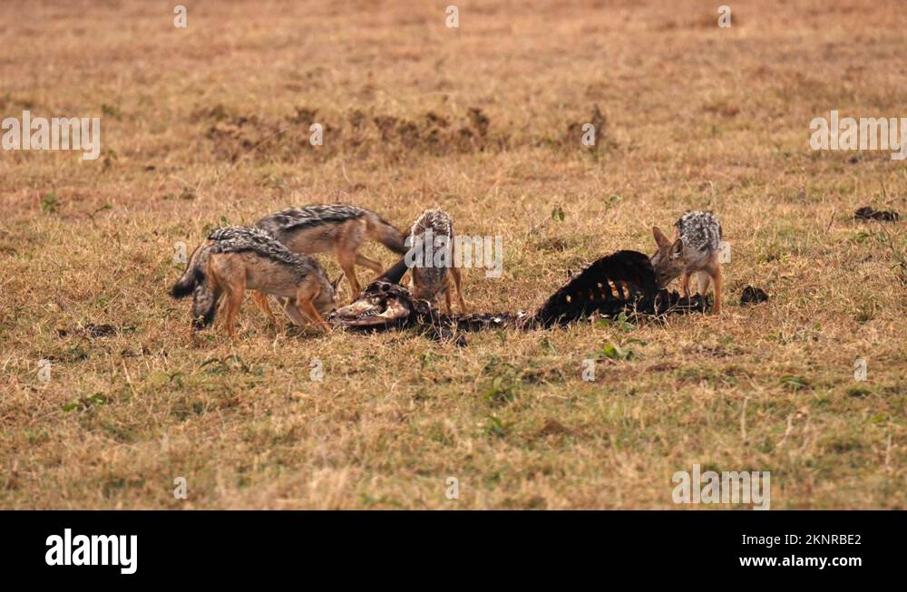 African pack animal Stock Videos & Footage - HD and 4K Video Clips - Alamy