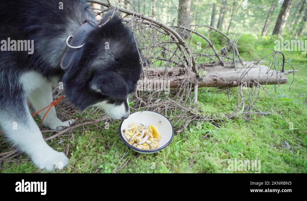 Wolf mushroom Stock Videos & Footage - HD and 4K Video Clips - Alamy