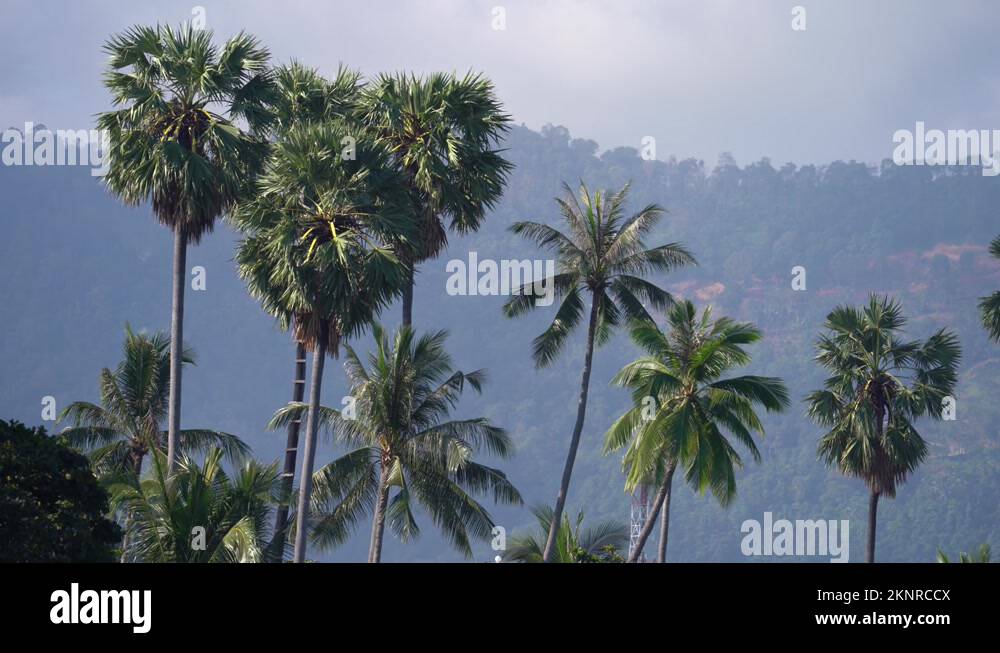 Koh samui coconut palm trees Stock Videos & Footage - HD and 4K Video ...