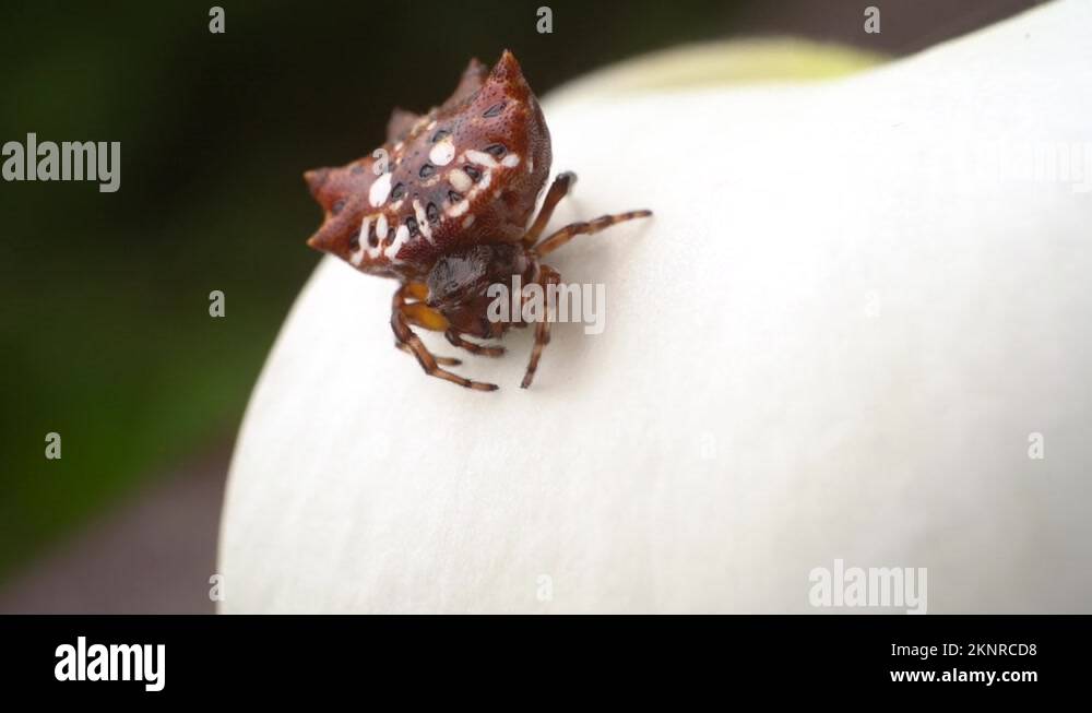 Star spider Stock Videos & Footage - HD and 4K Video Clips - Alamy