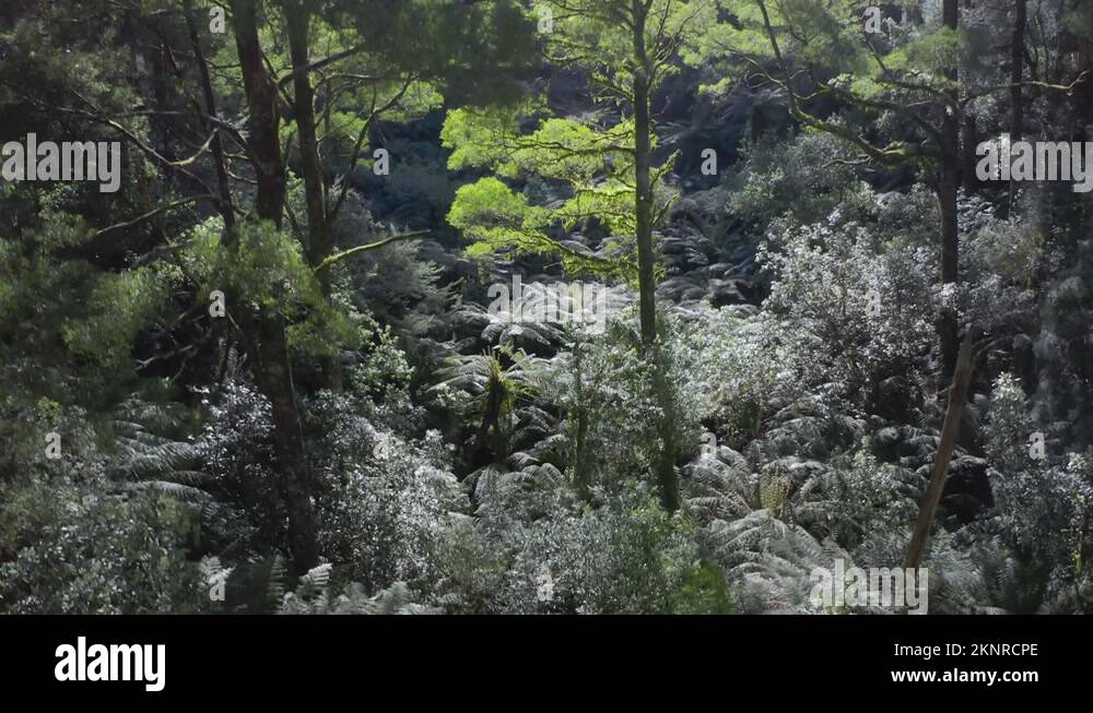 Botany australia Stock Videos & Footage - HD and 4K Video Clips - Alamy