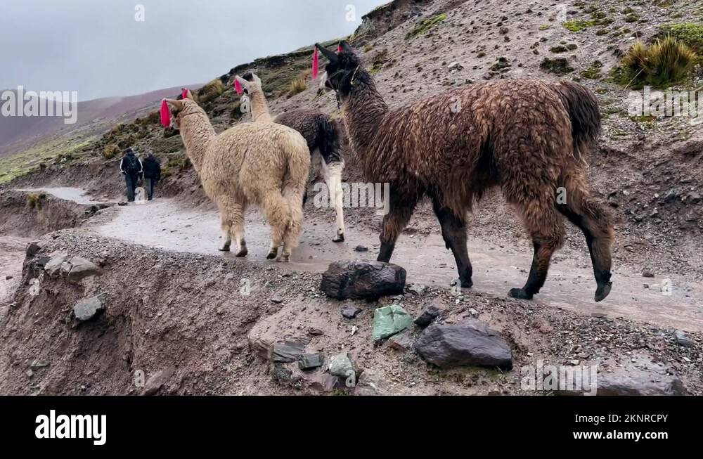 Peruvian native culture Stock Videos & Footage - HD and 4K Video Clips ...