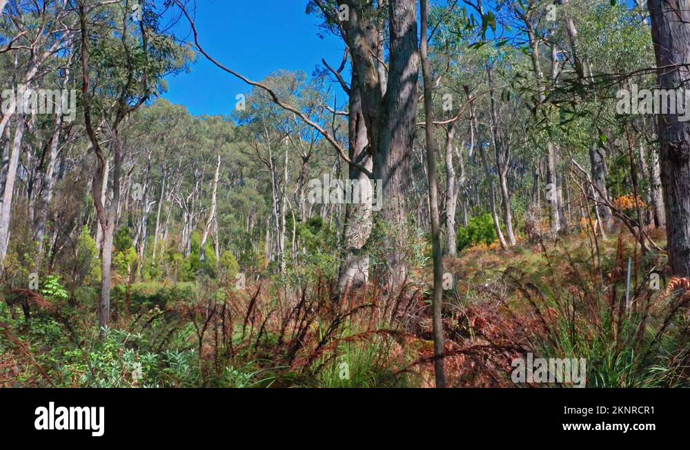 Australia native park Stock Videos & Footage - HD and 4K Video Clips ...