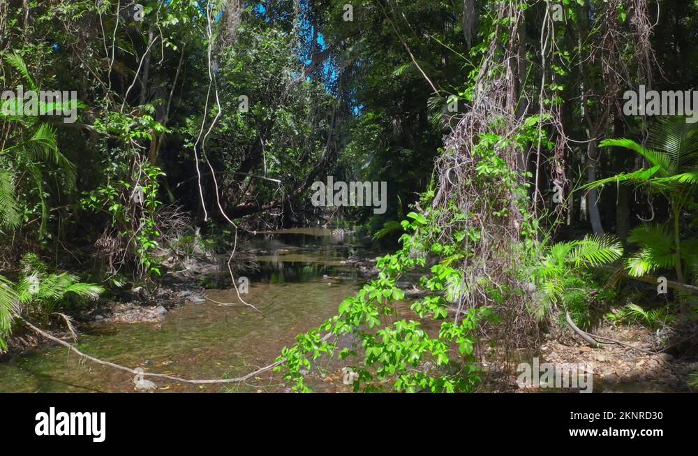 Australian rainforest tropical landscape. Daintree national park jungle ...
