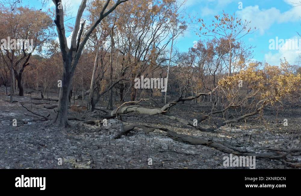 Burnt trees and barren land after forest fire in Australia Stock Video ...