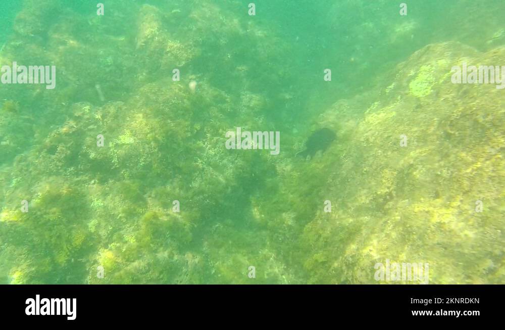 PALMILLA LOS CABOS BCS MEXICO UDWT.MP-2021: Fish Swimming Around Rocky ...