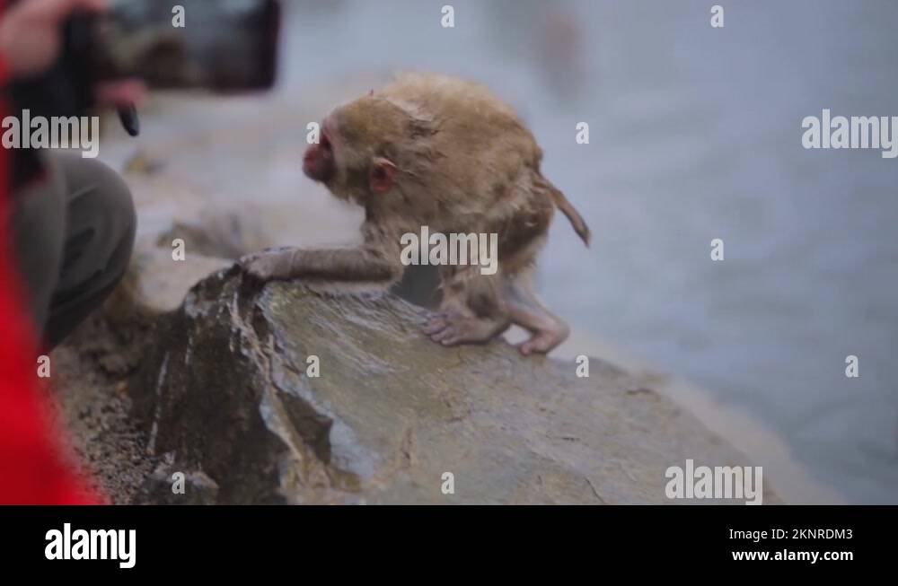 Japan nagano snow monkeys Stock Videos & Footage - HD and 4K Video ...