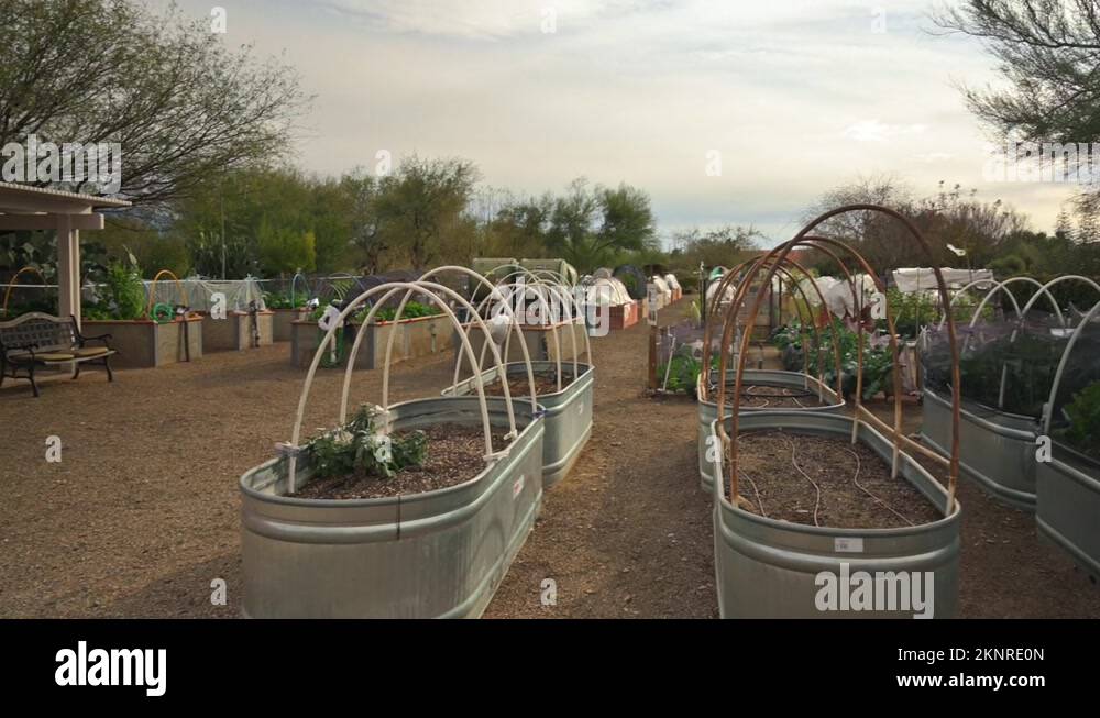 Growing kale container Stock Videos & Footage - HD and 4K Video Clips ...