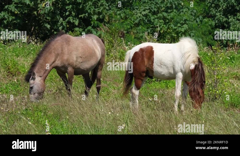 Two horses seen back to back grazing on a grassland during a lovely ...