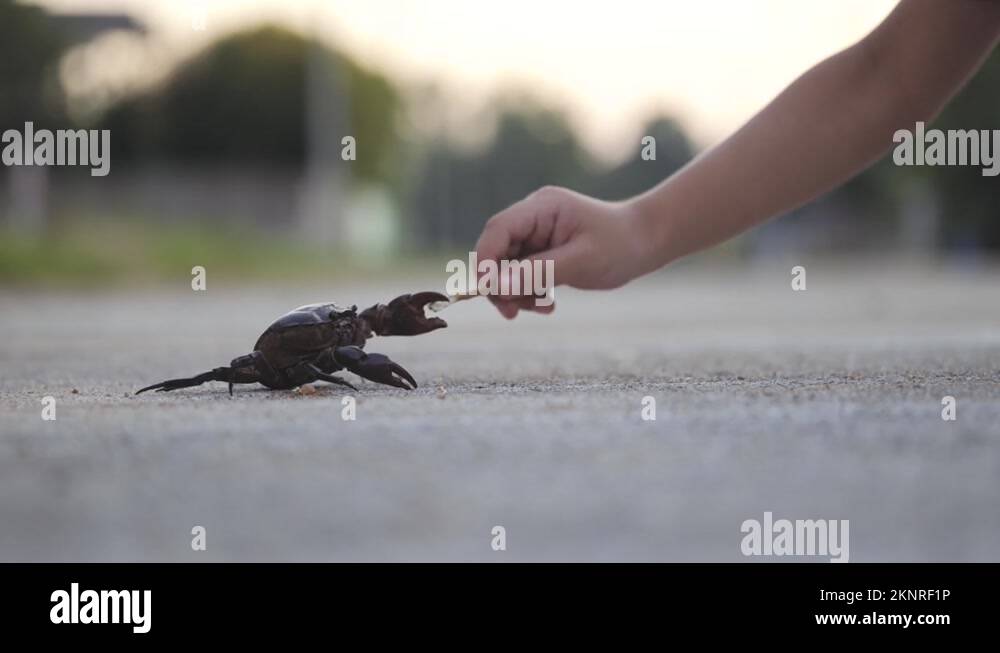 Poking with stick Stock Videos & Footage - HD and 4K Video Clips - Alamy