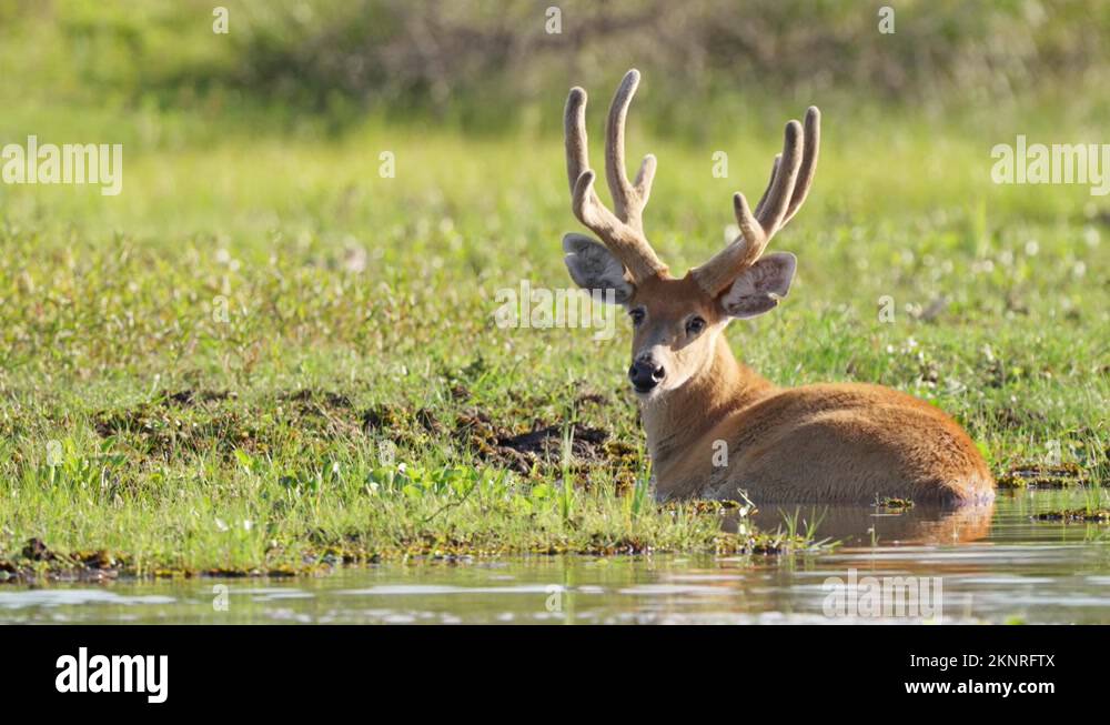 Male Marsh Deer in wetland park lies in shallow water to cool off ...