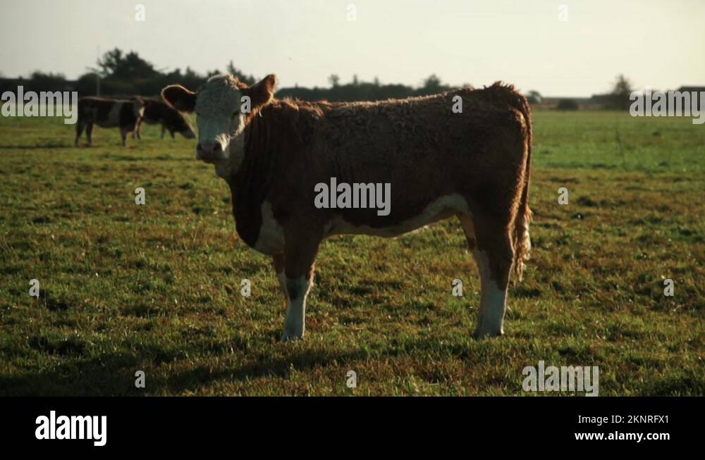 European cattle Stock Videos & Footage - HD and 4K Video Clips - Alamy