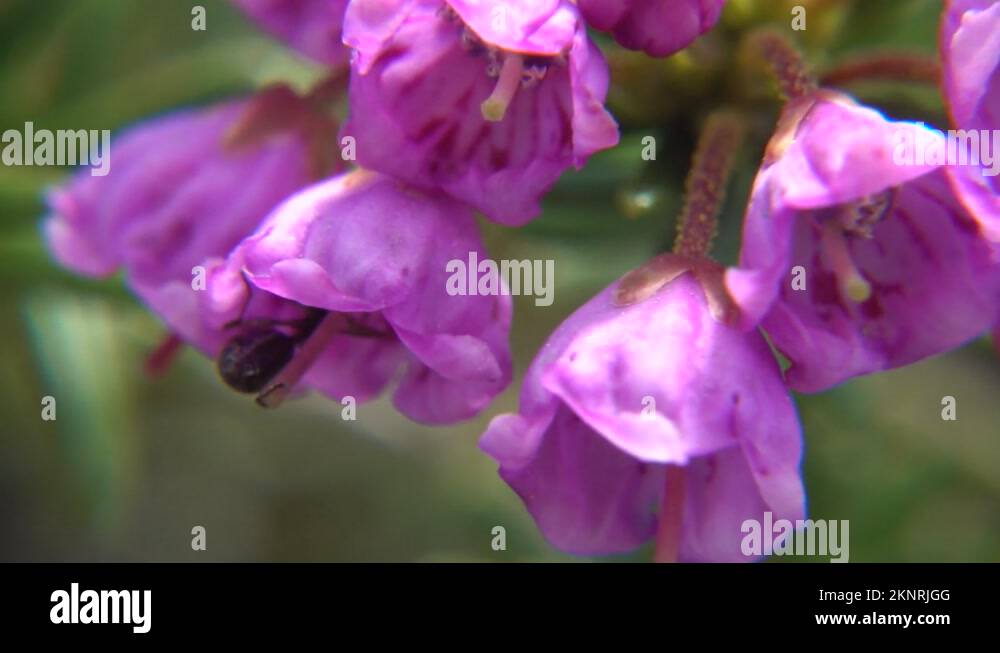 Ant island Stock Videos & Footage - HD and 4K Video Clips - Alamy