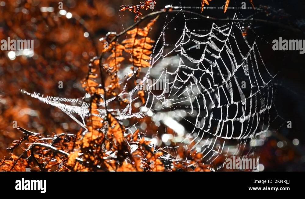 Spider web autumn uk Stock Videos & Footage - HD and 4K Video Clips - Alamy