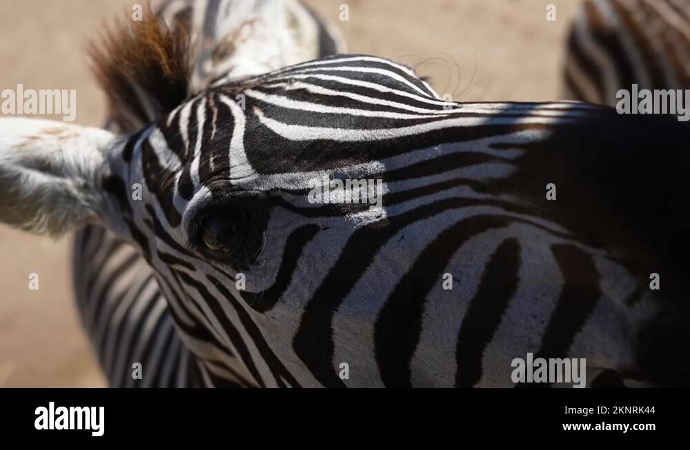 zebra head chewing on savanna with black and white stripes Stock Video ...