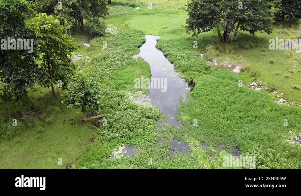 Vibrant ecosystem Stock Videos & Footage - HD and 4K Video Clips - Alamy