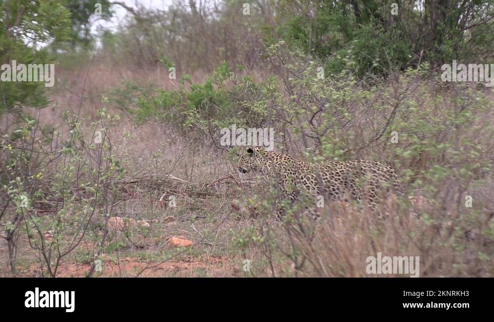 Leopard stalk Stock Videos & Footage - HD and 4K Video Clips - Alamy