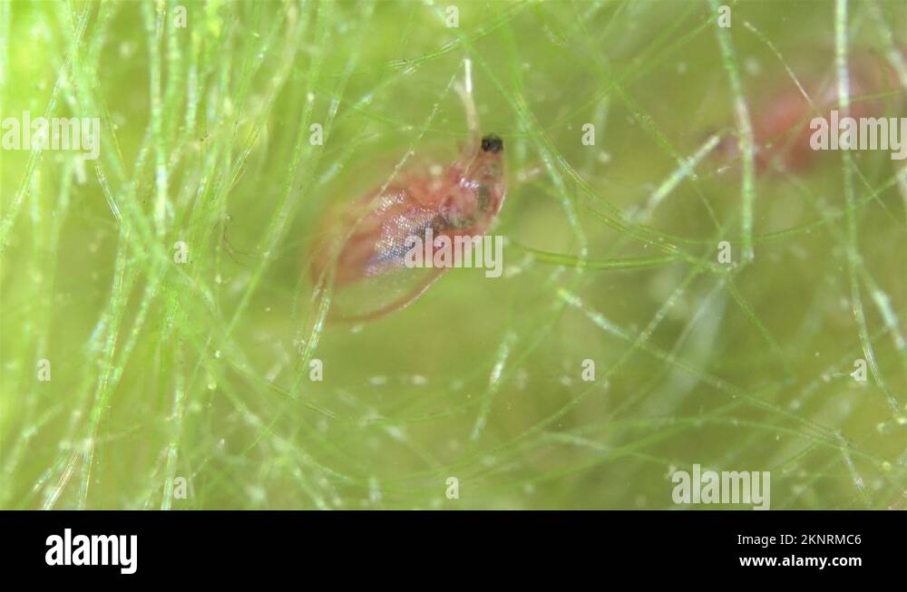 water flea Daphnia pulex under a microscope, class Branchiopoda. It is ...