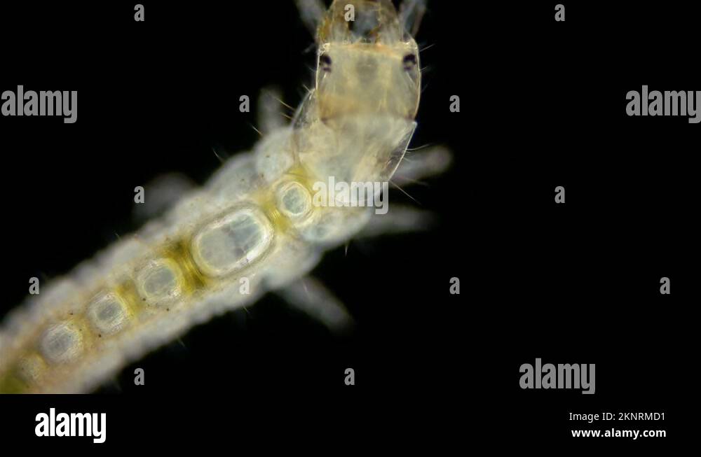 Beetle larva family Hydrophilidae under a microscope, order Coleoptera ...
