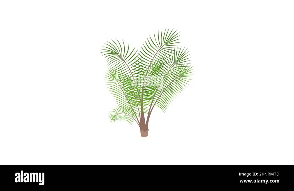 Bamboo palm Stock Videos & Footage - HD and 4K Video Clips - Alamy