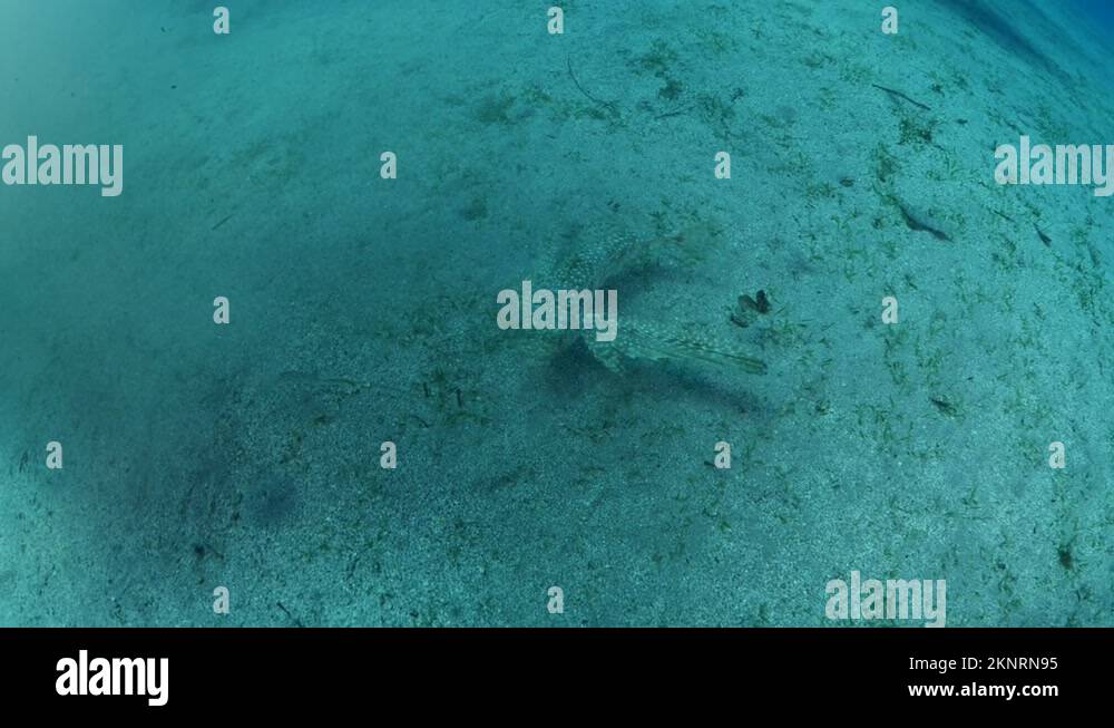 Underwater wings Stock Videos & Footage - HD and 4K Video Clips - Alamy