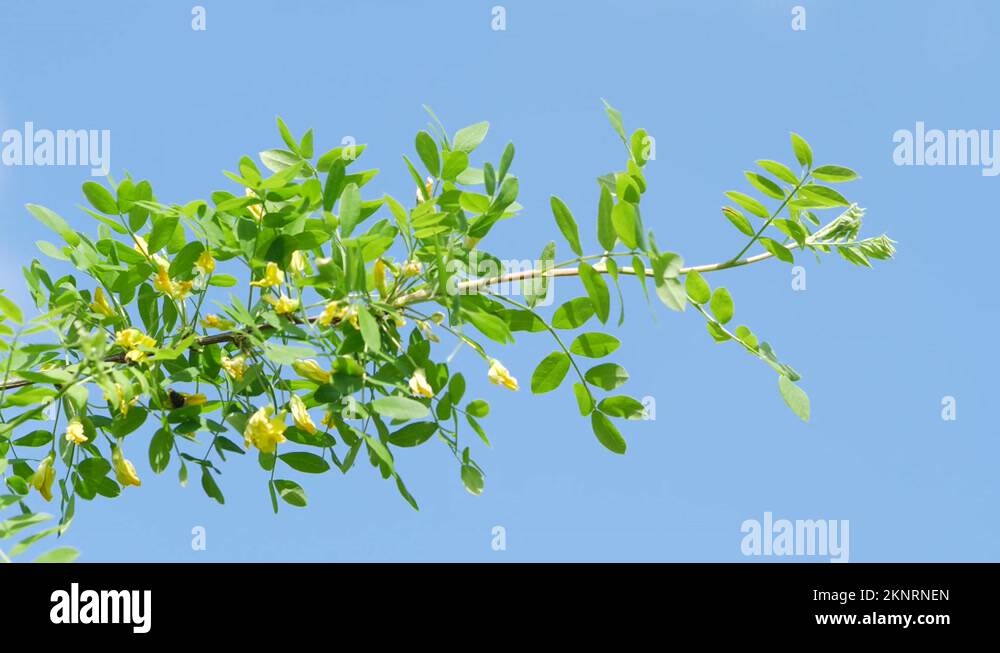 Pea tree Stock Videos & Footage - HD and 4K Video Clips - Alamy
