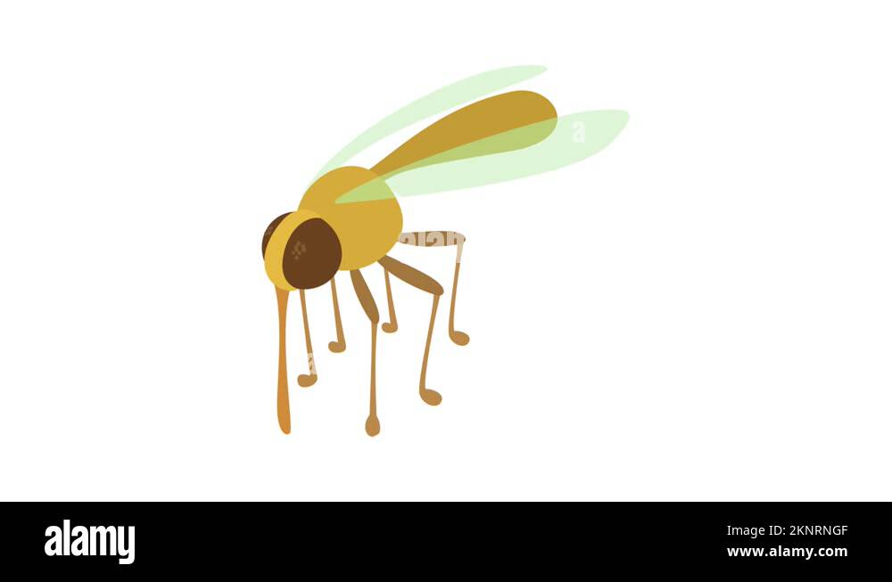 Gnat illustration Stock Videos & Footage - HD and 4K Video Clips - Alamy