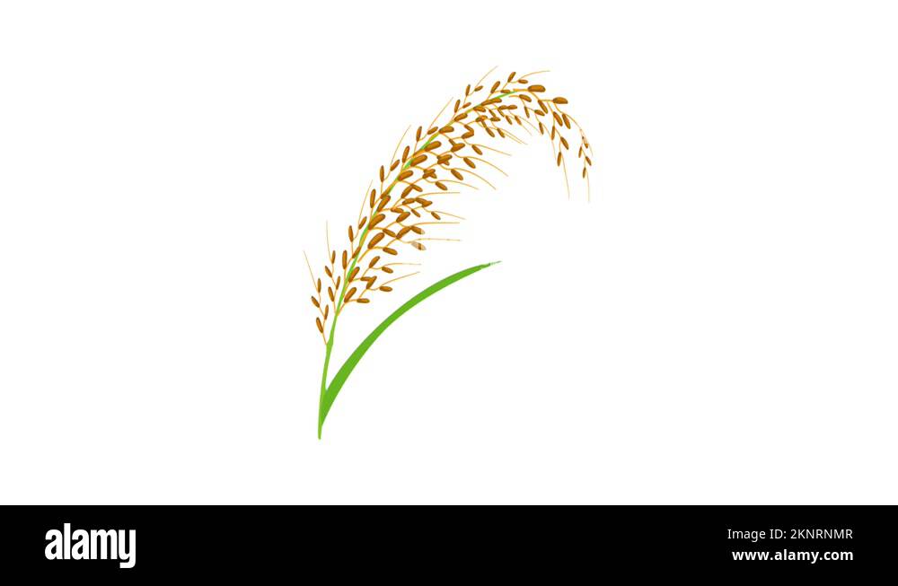 Oat stalk icon animation Stock Video Footage - Alamy
