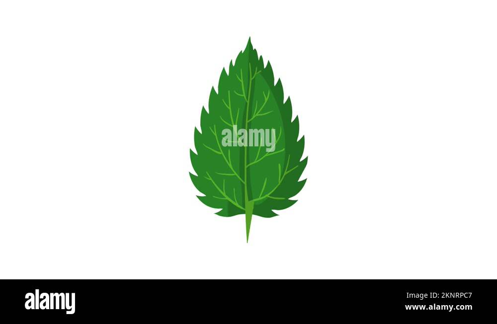 Stinging nettle botanical illustration Stock Videos & Footage - HD and ...